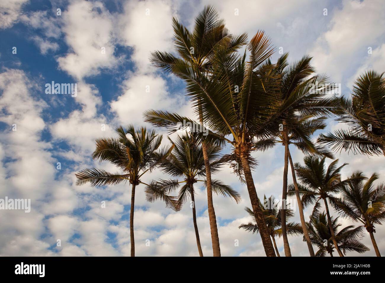 Palm trees San Juan Puerto Rico H Stock Photo - Alamy