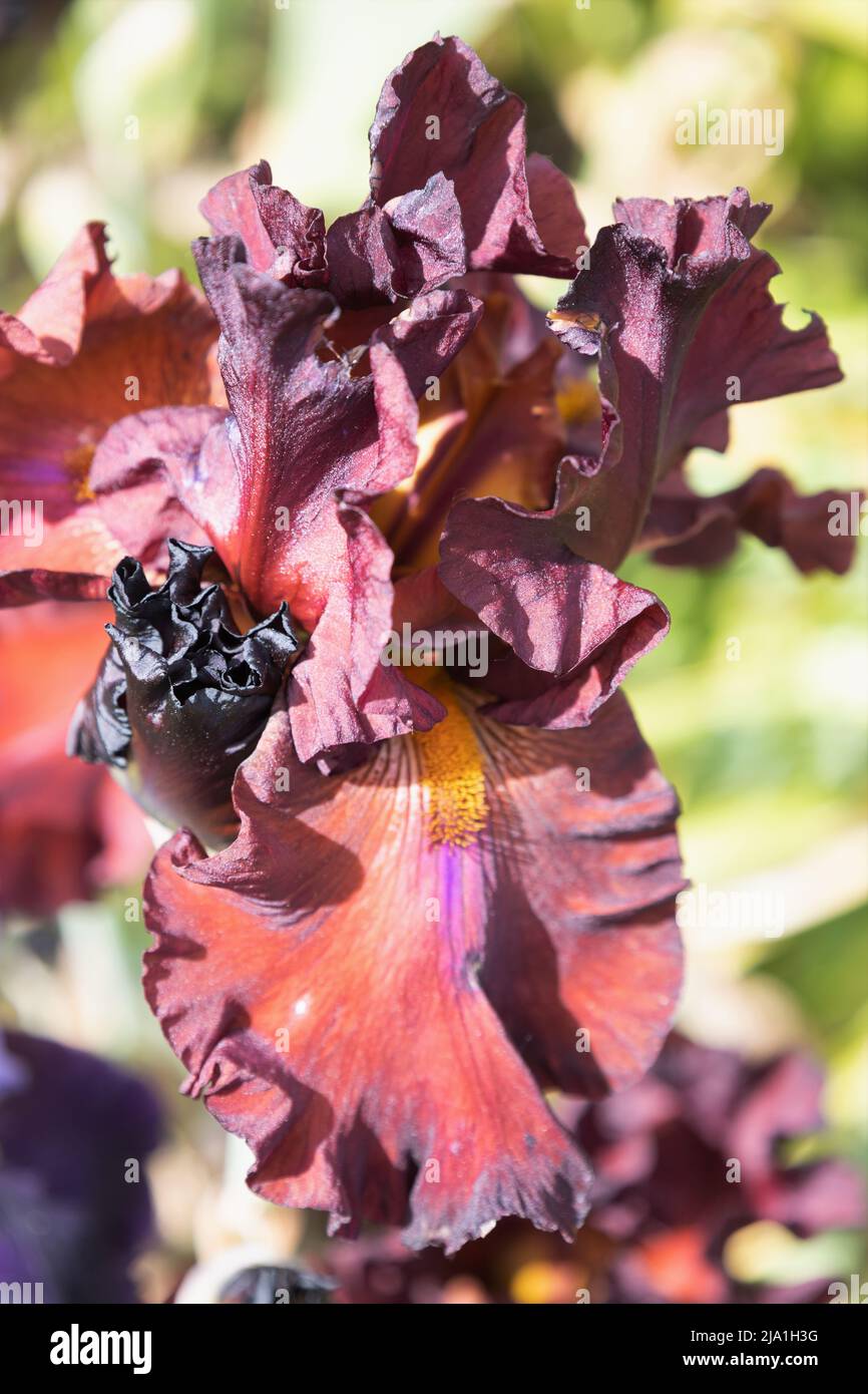 Iris 'Grateful Red' Stock Photo - Alamy