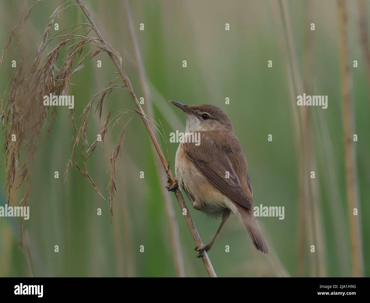 These tiny birds migrate from their breeding grounds to south of the ...