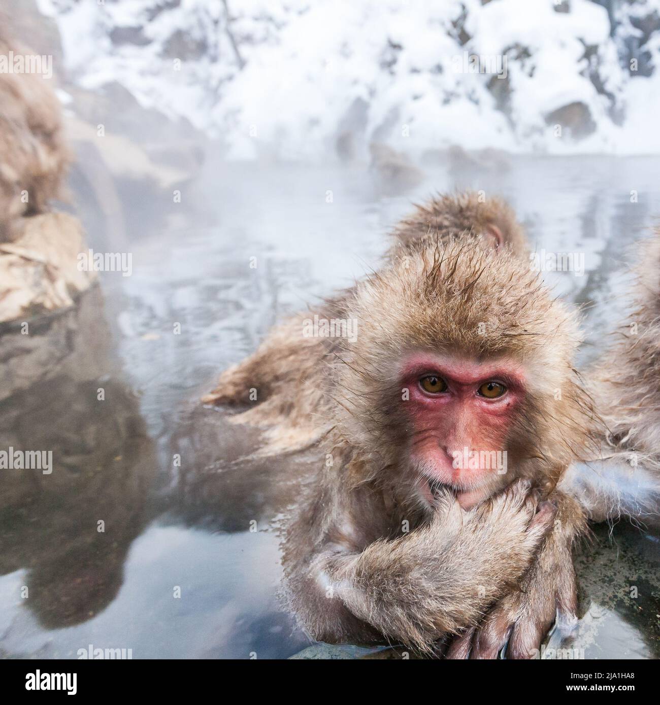 Snow monkey sitting in a hot spring, Japan Stock Photo - Alamy