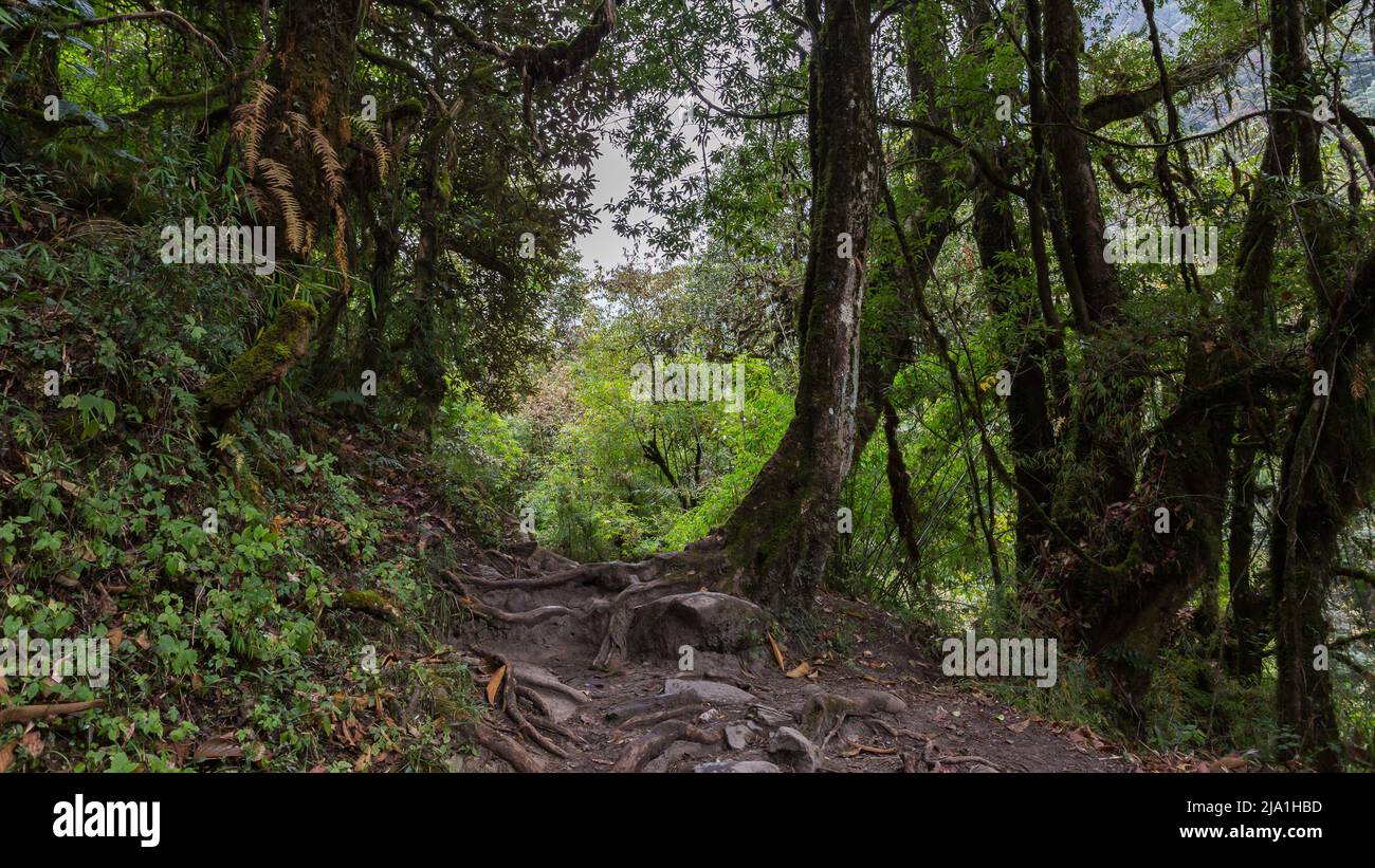 Stone footpath in green tropical jungle. Rainforest in Nepal, Himalaya ...