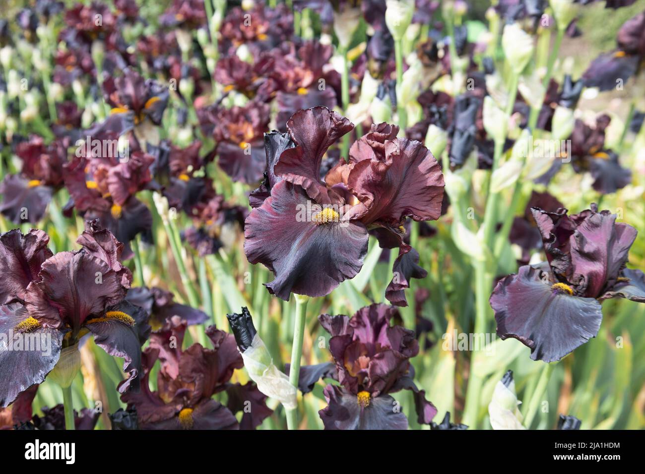 Iris 'Raptor Red' Stock Photo - Alamy