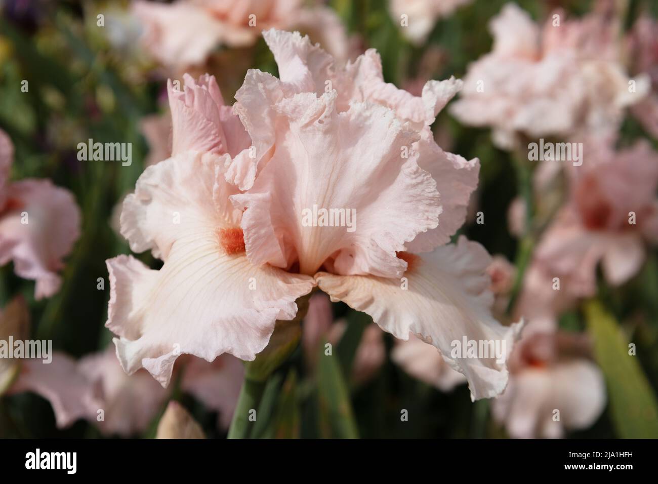 Pinking hi-res stock photography and images - Alamy