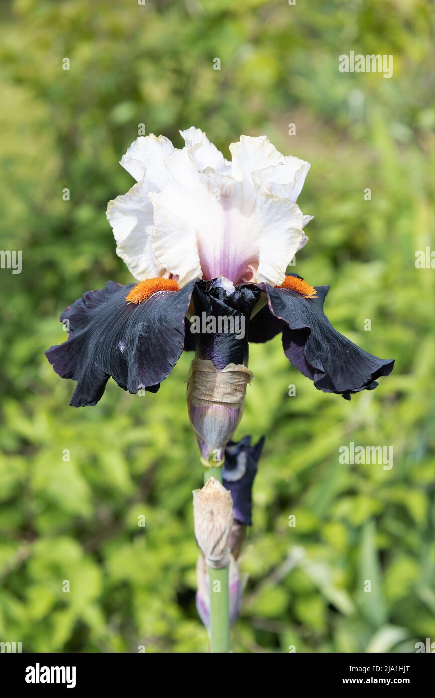 Iris street hi-res stock photography and images - Alamy