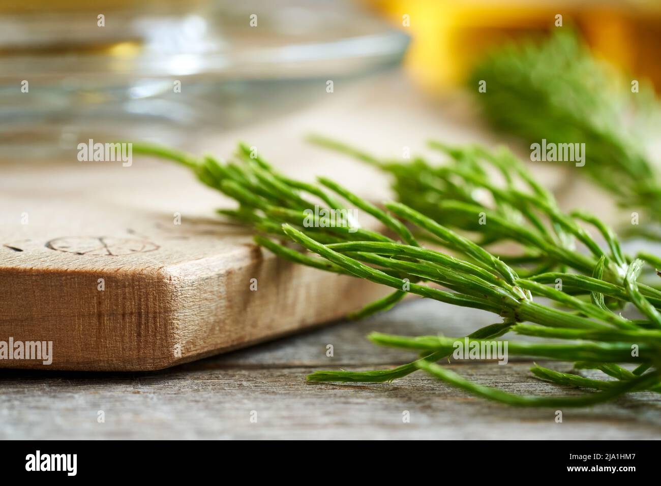 Horsetail or Equisetum medicinal plant on a table, close up Stock Photo ...