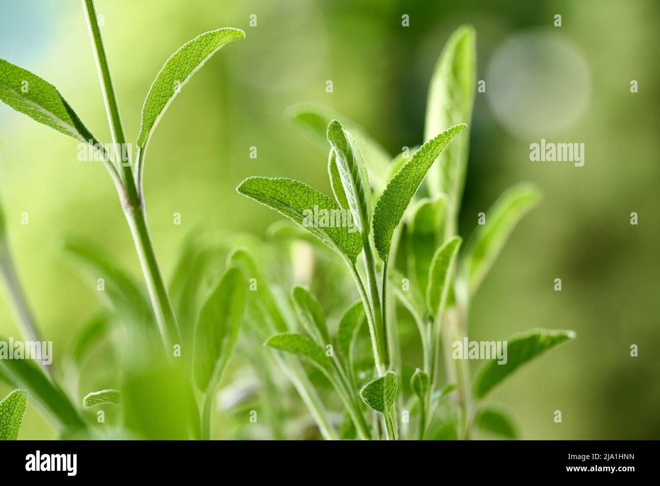 Fresh green sage plant growing outdoors in sunligt Stock Photo - Alamy