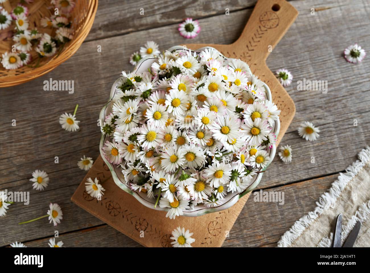 Fresh common daisy flowers collected in spring in a bowl - wild edible ...