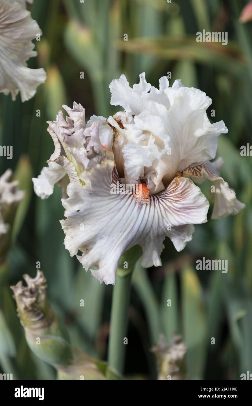 Ghost iris hi-res stock photography and images - Alamy