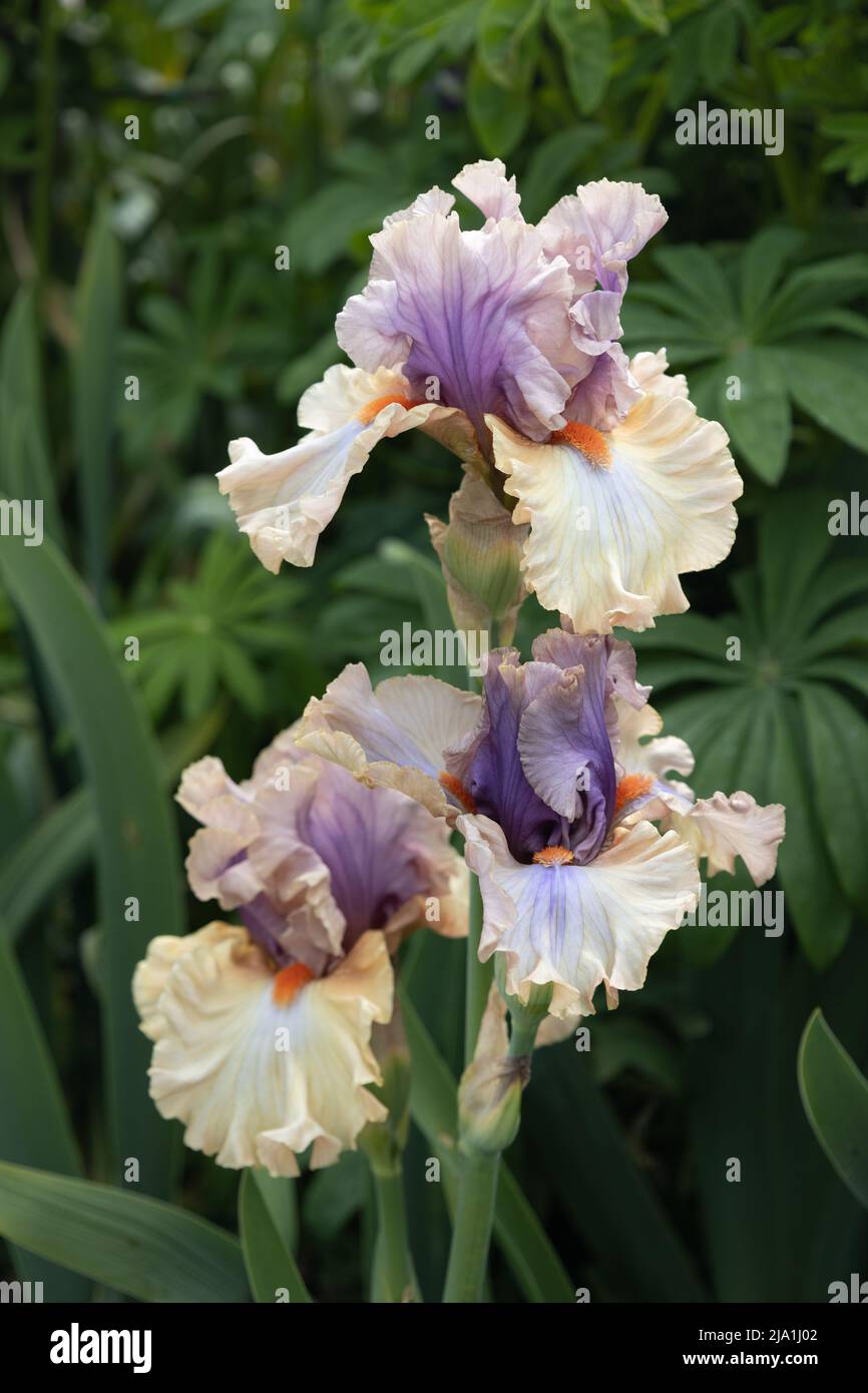 Iris 'Restless Spirit' Stock Photo - Alamy