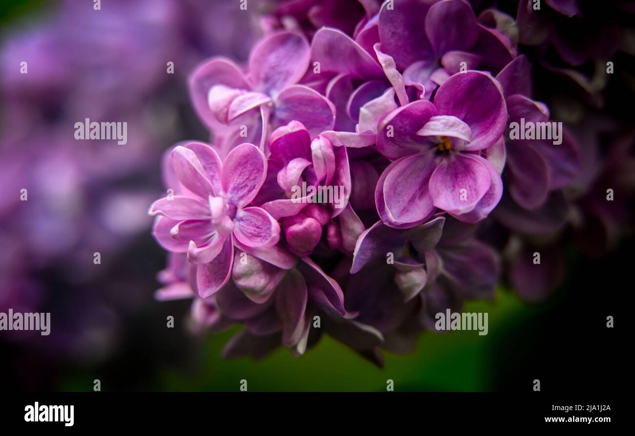 Macro photography of plants in sunny spring day Stock Photo - Alamy