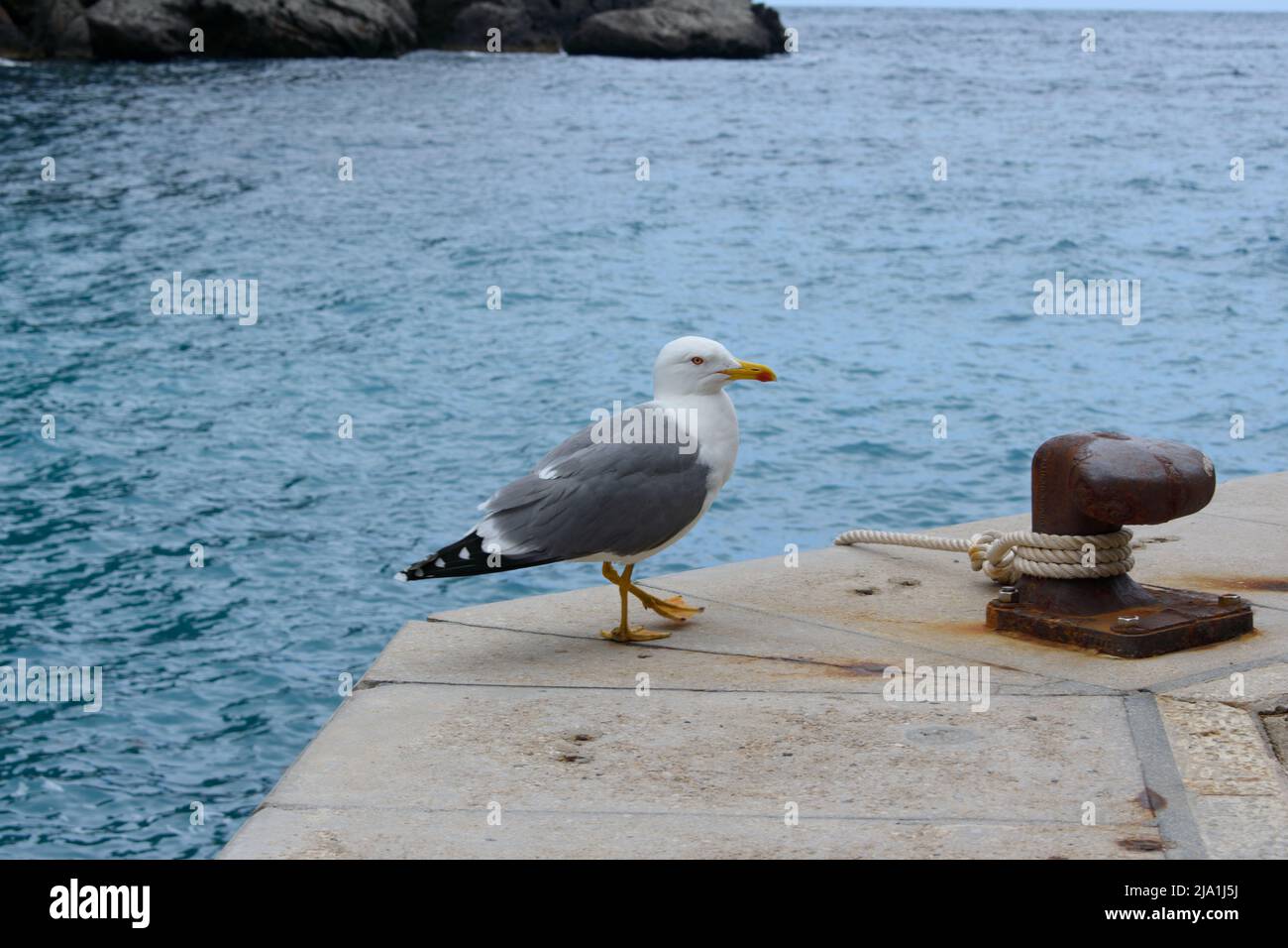 Adult yellow-legged gull with open beak standing on harbour wall next ...