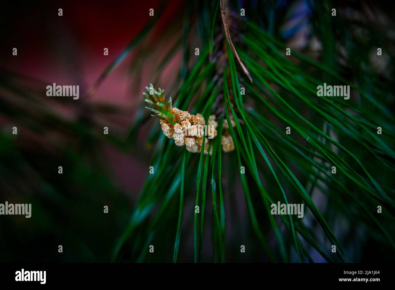 Macro photography of plants in sunny spring day Stock Photo - Alamy