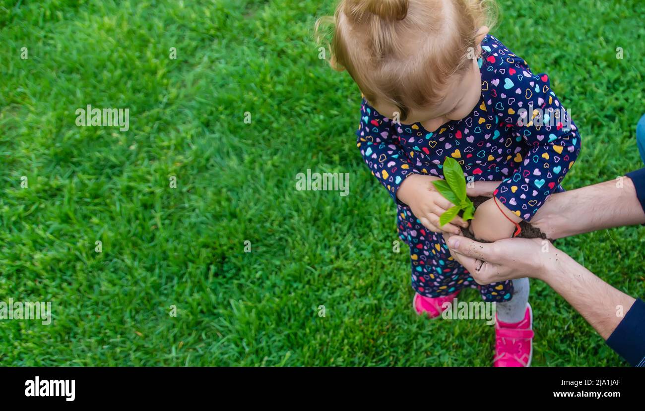 The child holds the plant and soil in his hands. Selective focus Stock ...
