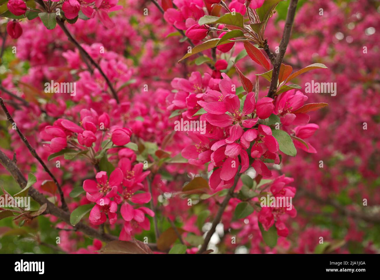 Japanese Flowering Crab Tree at Ellen Unger blog