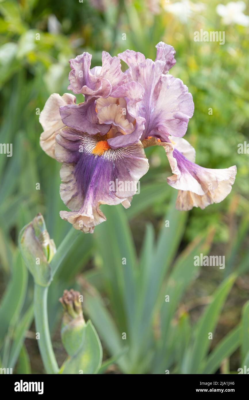 Scary garden hi-res stock photography and images - Alamy