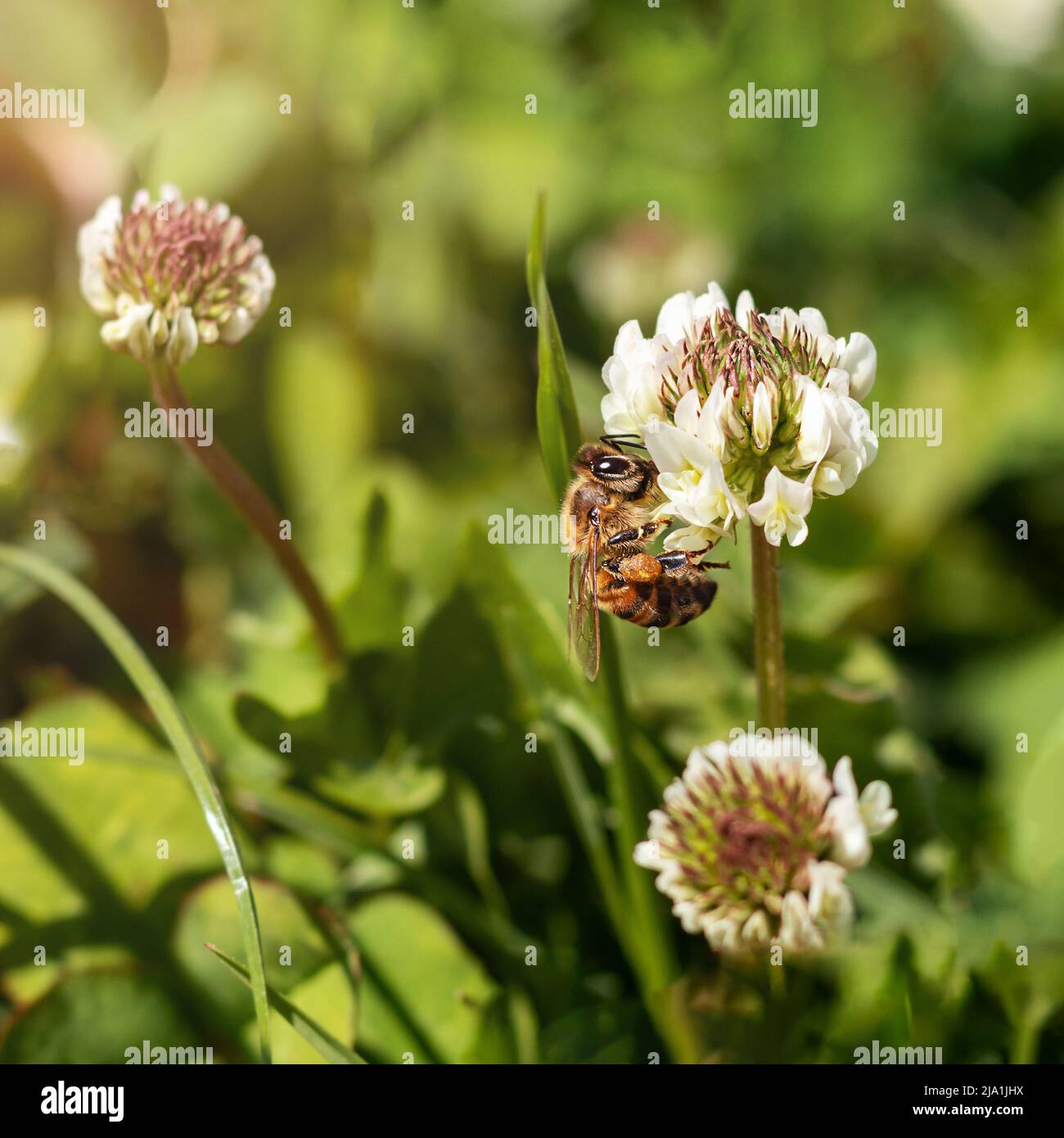 Honey bee on the clover flower in the green field Stock Photo - Alamy