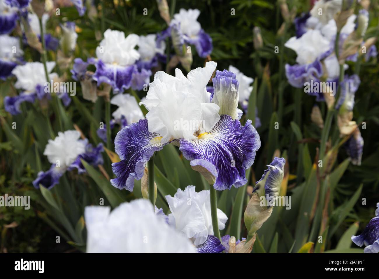 Iris 'Tidal Raves' Stock Photo - Alamy