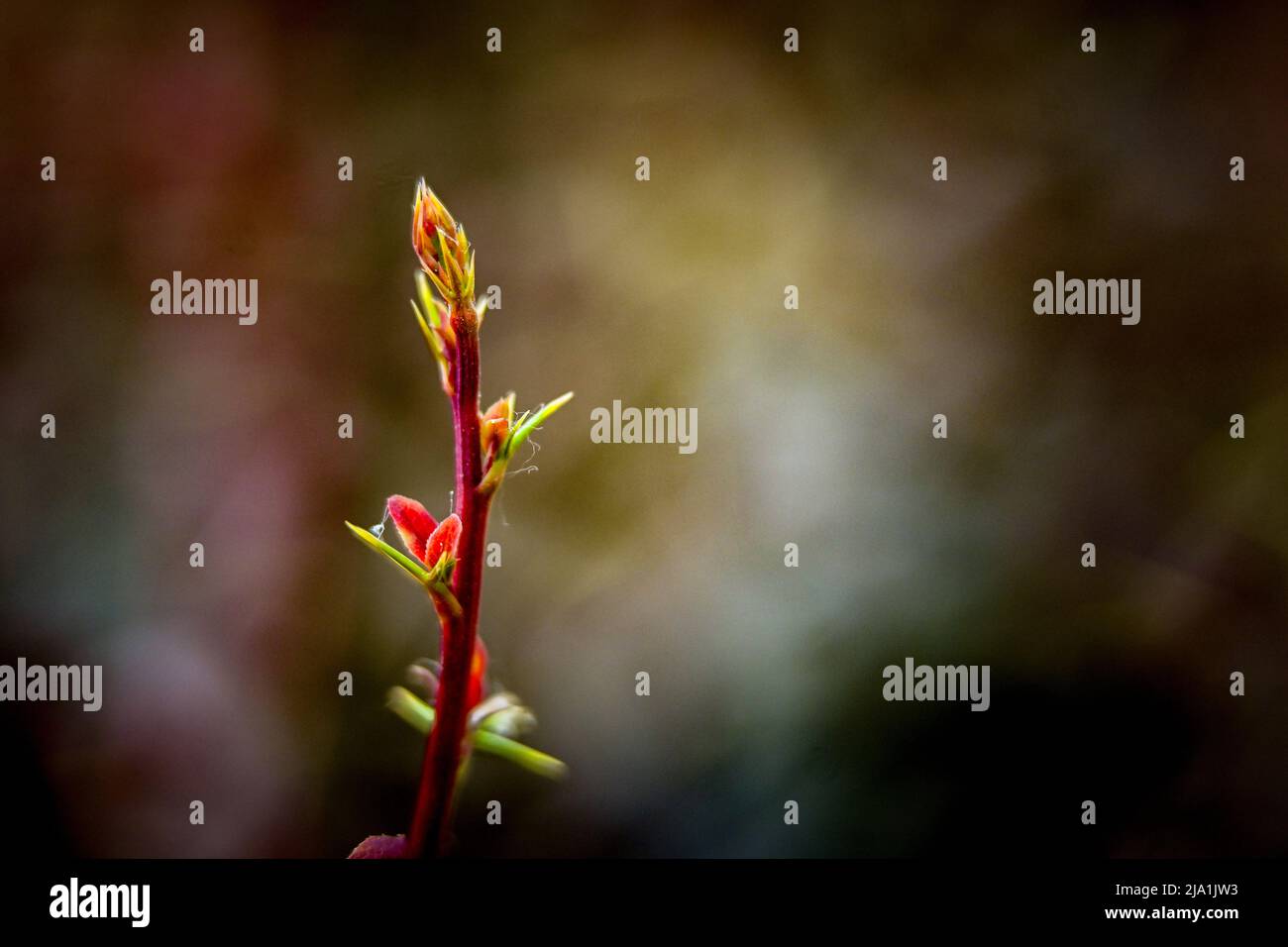 Macro photography of plants in sunny spring day Stock Photo - Alamy