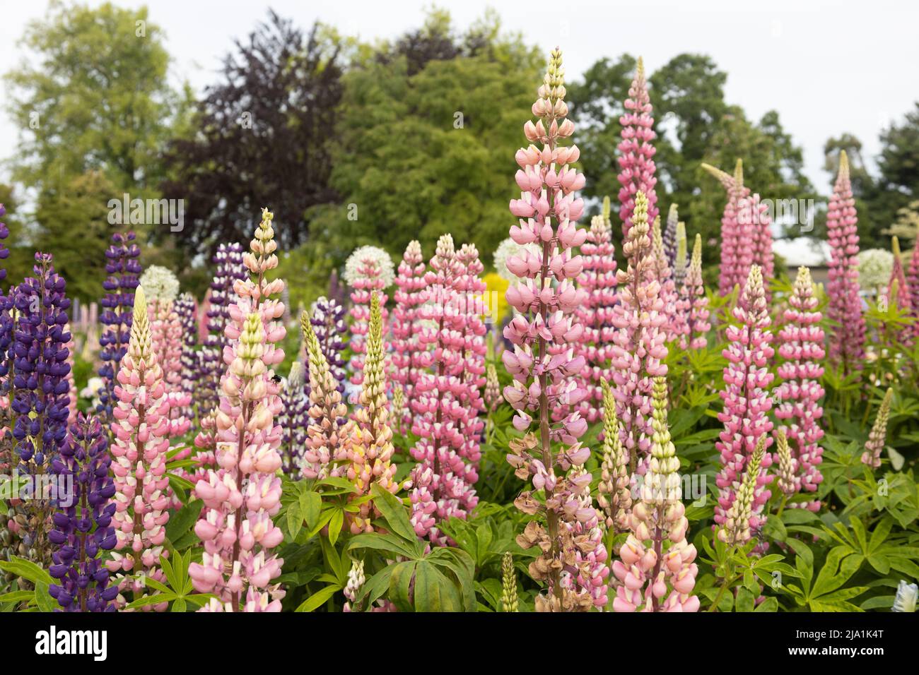 Close up of pink and white lupine flowers Stock Photo - Alamy