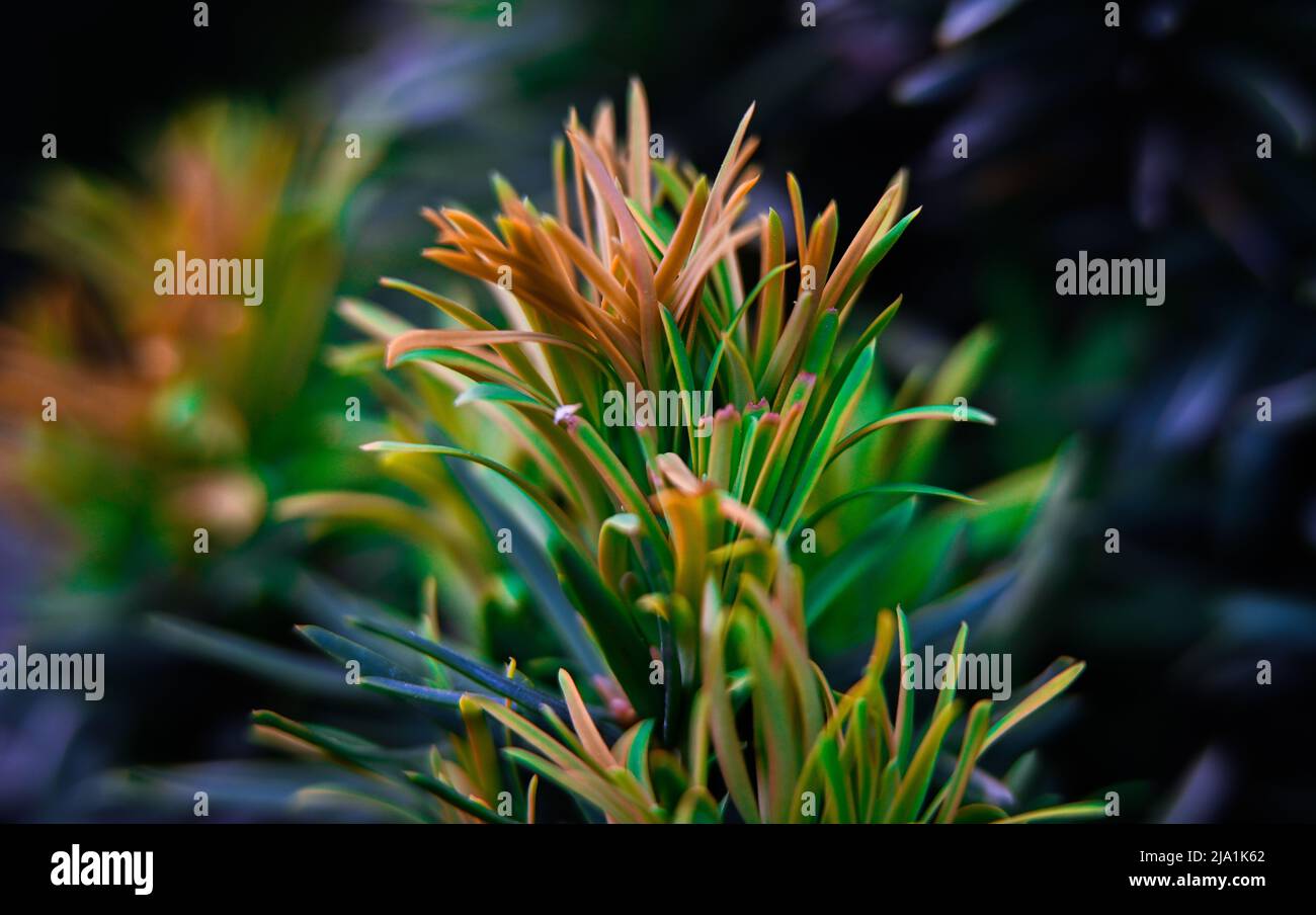 Macro photography of plants in sunny spring day Stock Photo - Alamy