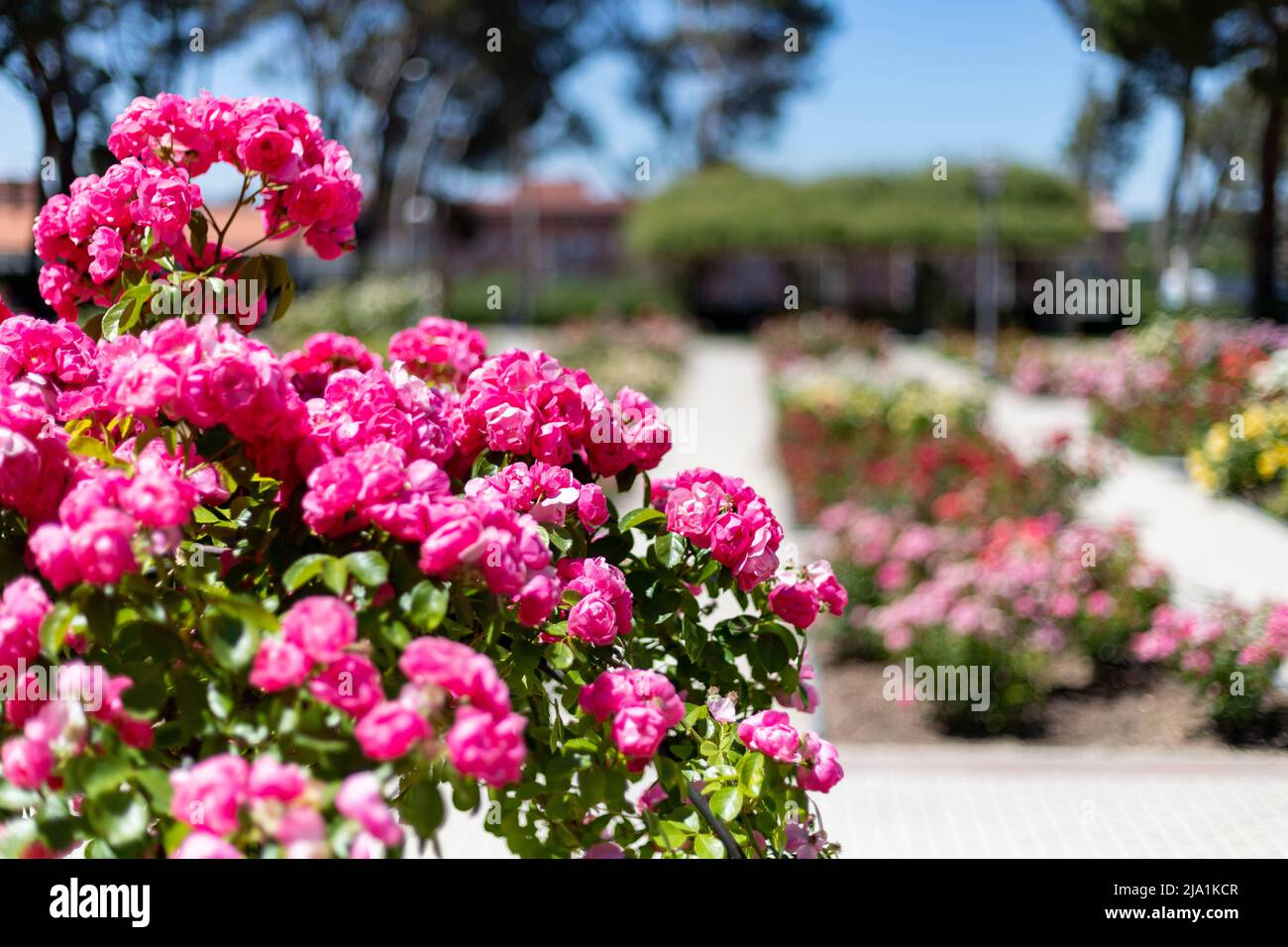 Flowers. Path full of flowers of different colors in the park of the ...
