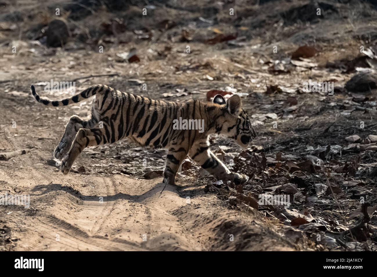 A wild baby tiger, two months old, crossing the dirt road in the forest ...