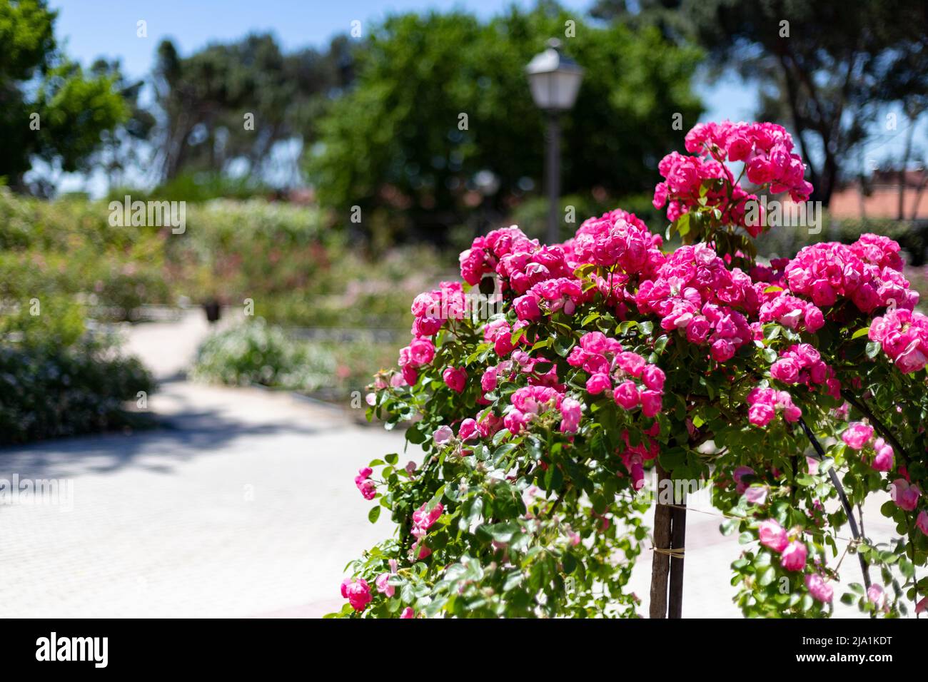 Flowers. Path full of flowers of different colors in the park of the ...