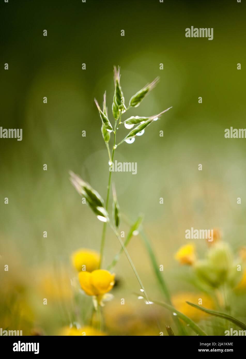 meadow grass close up Stock Photo - Alamy