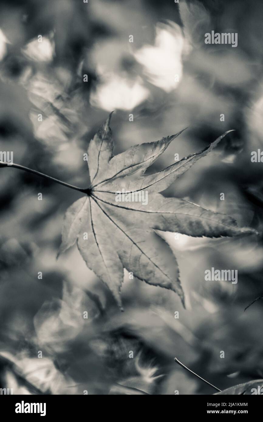 Leaf in monochrome hi-res stock photography and images - Alamy