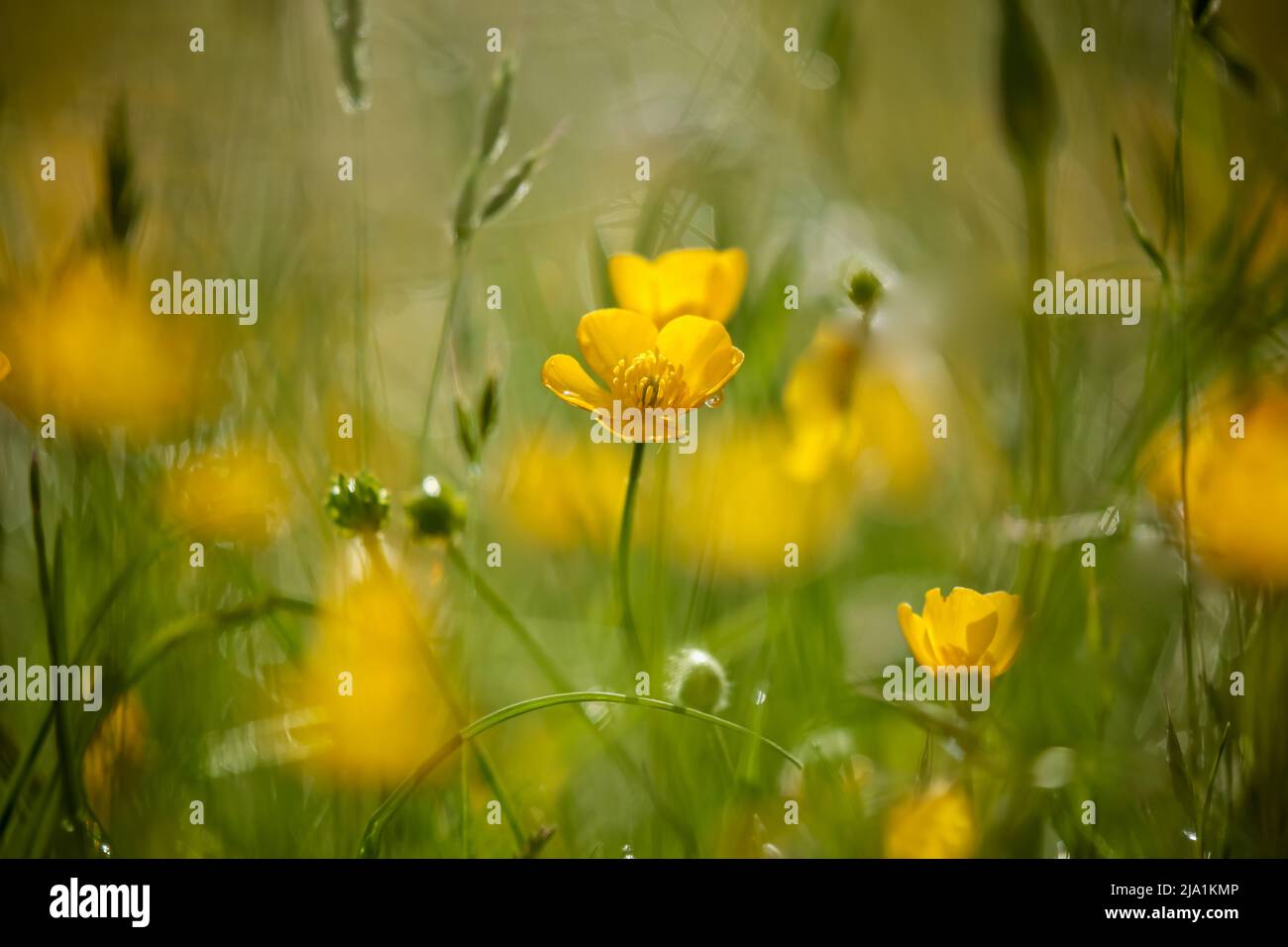 Sunlit buttercup flowers hi-res stock photography and images - Alamy