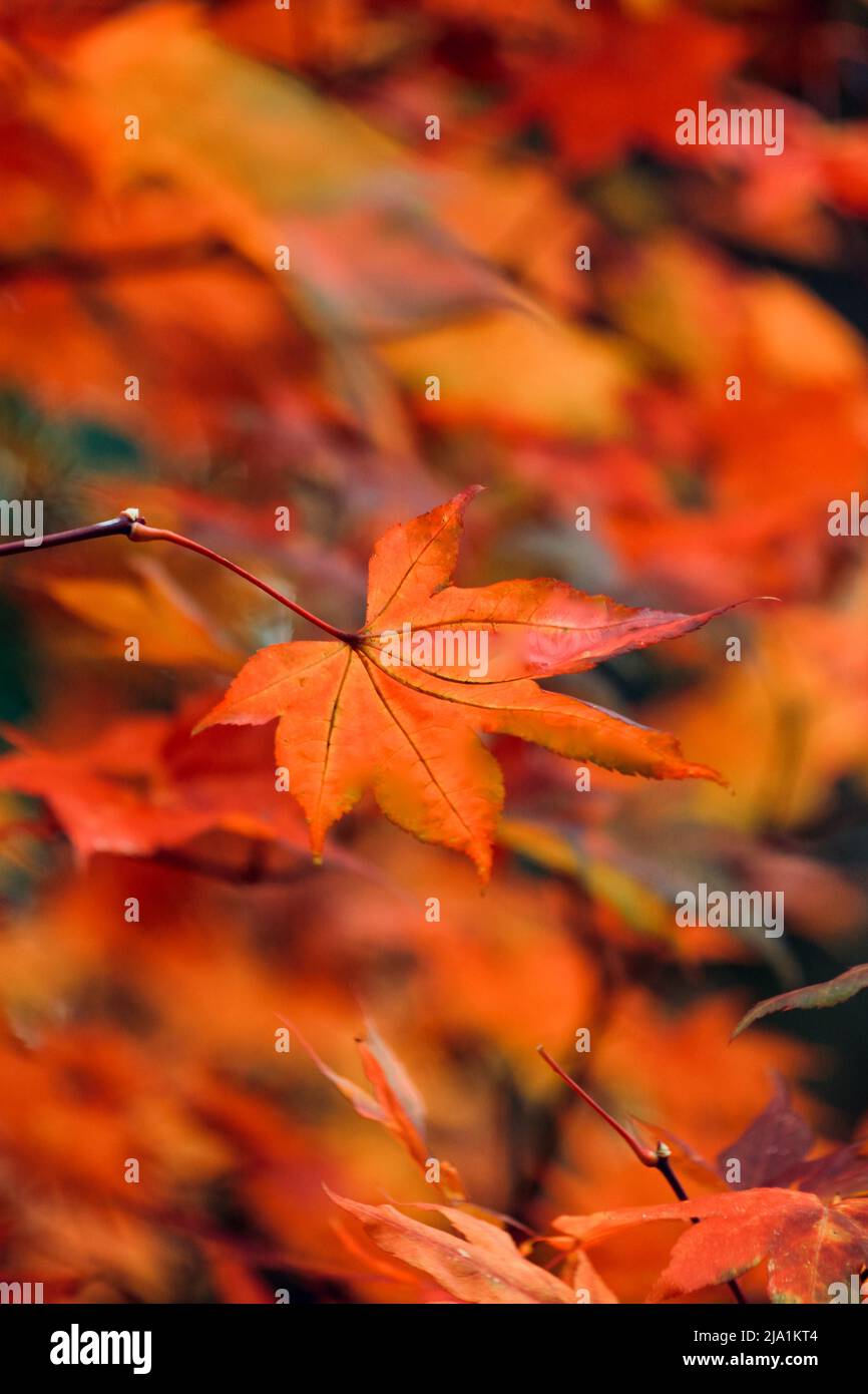 Mapple leaf colour hi-res stock photography and images - Alamy