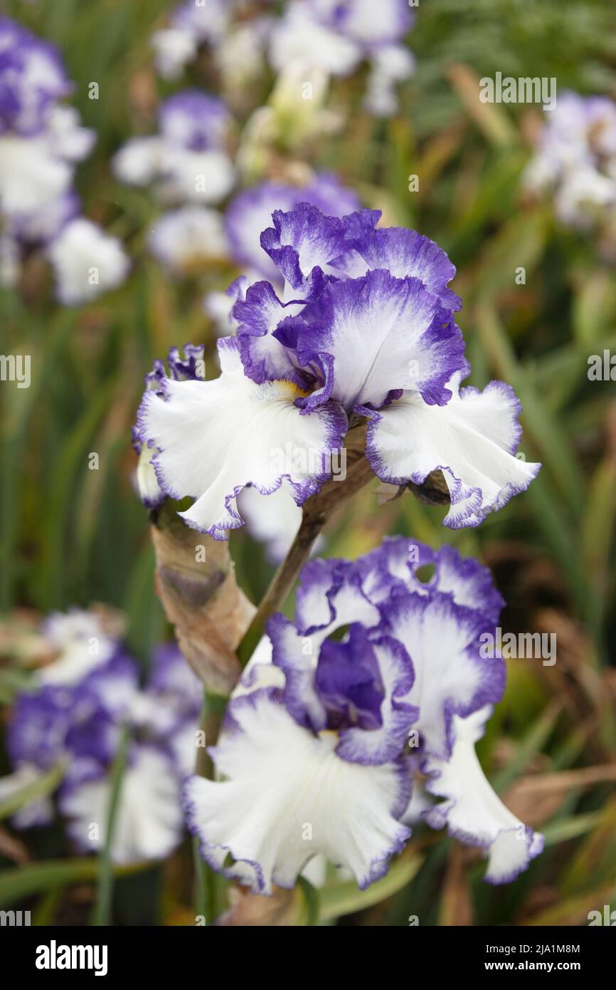 Iris 'Freedom Song' Stock Photo - Alamy
