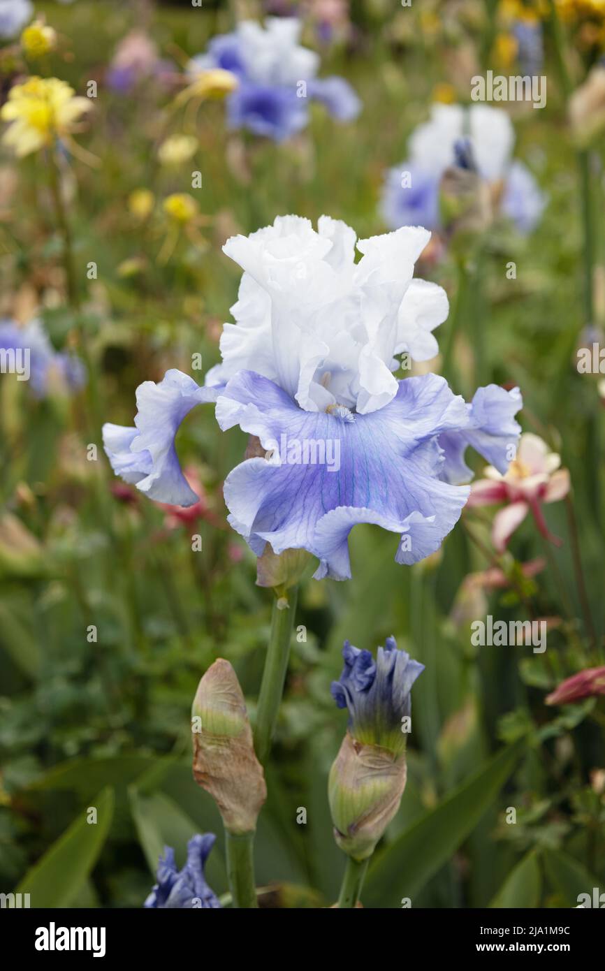 Iris 'Just Like Heaven' Stock Photo - Alamy