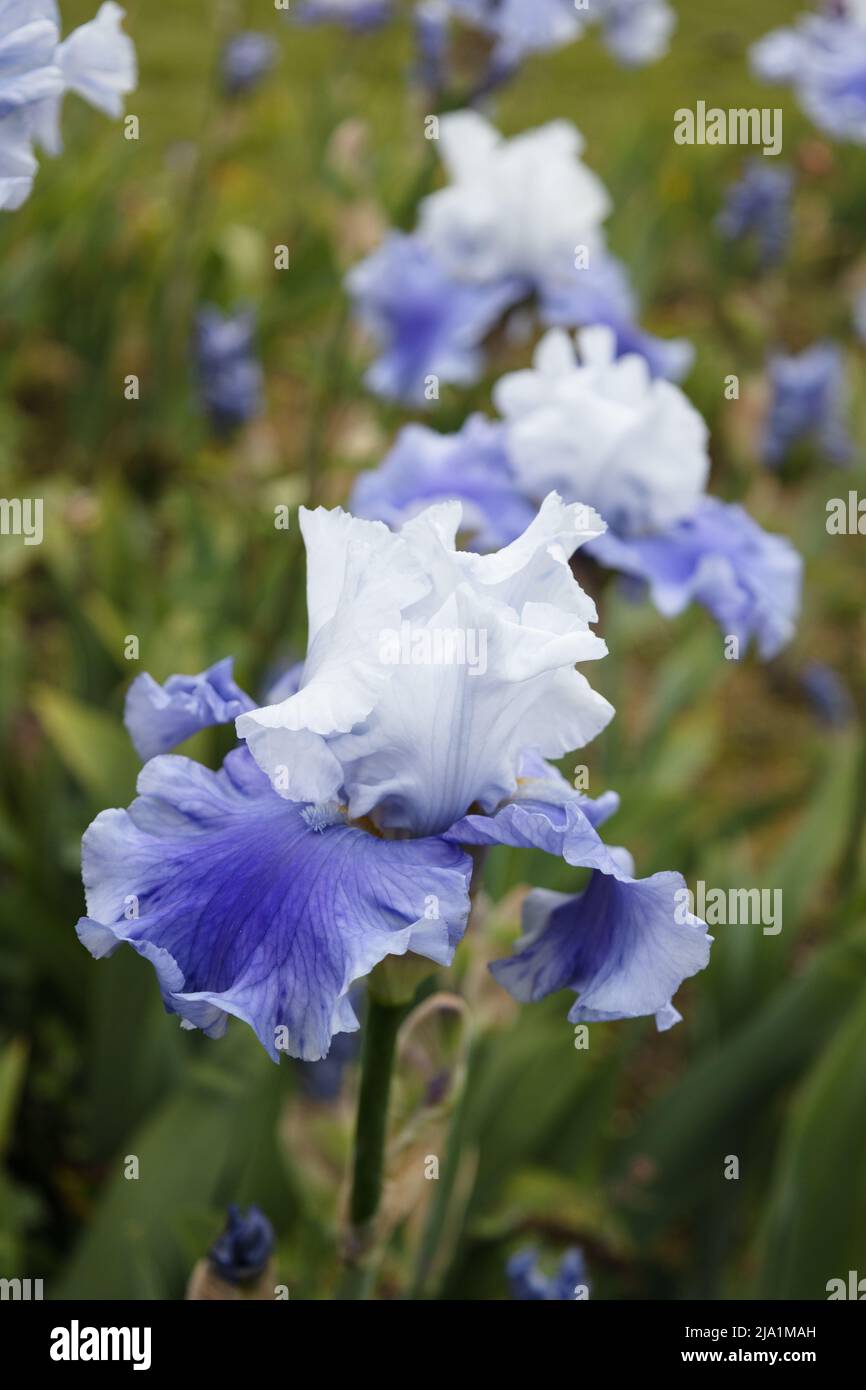 Iris 'Just Like Heaven' Stock Photo - Alamy