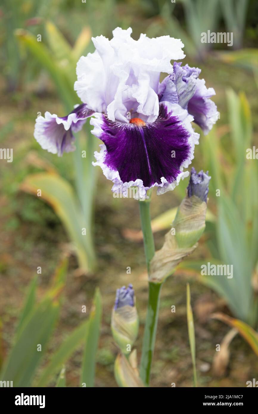 Daring hi-res stock photography and images - Alamy