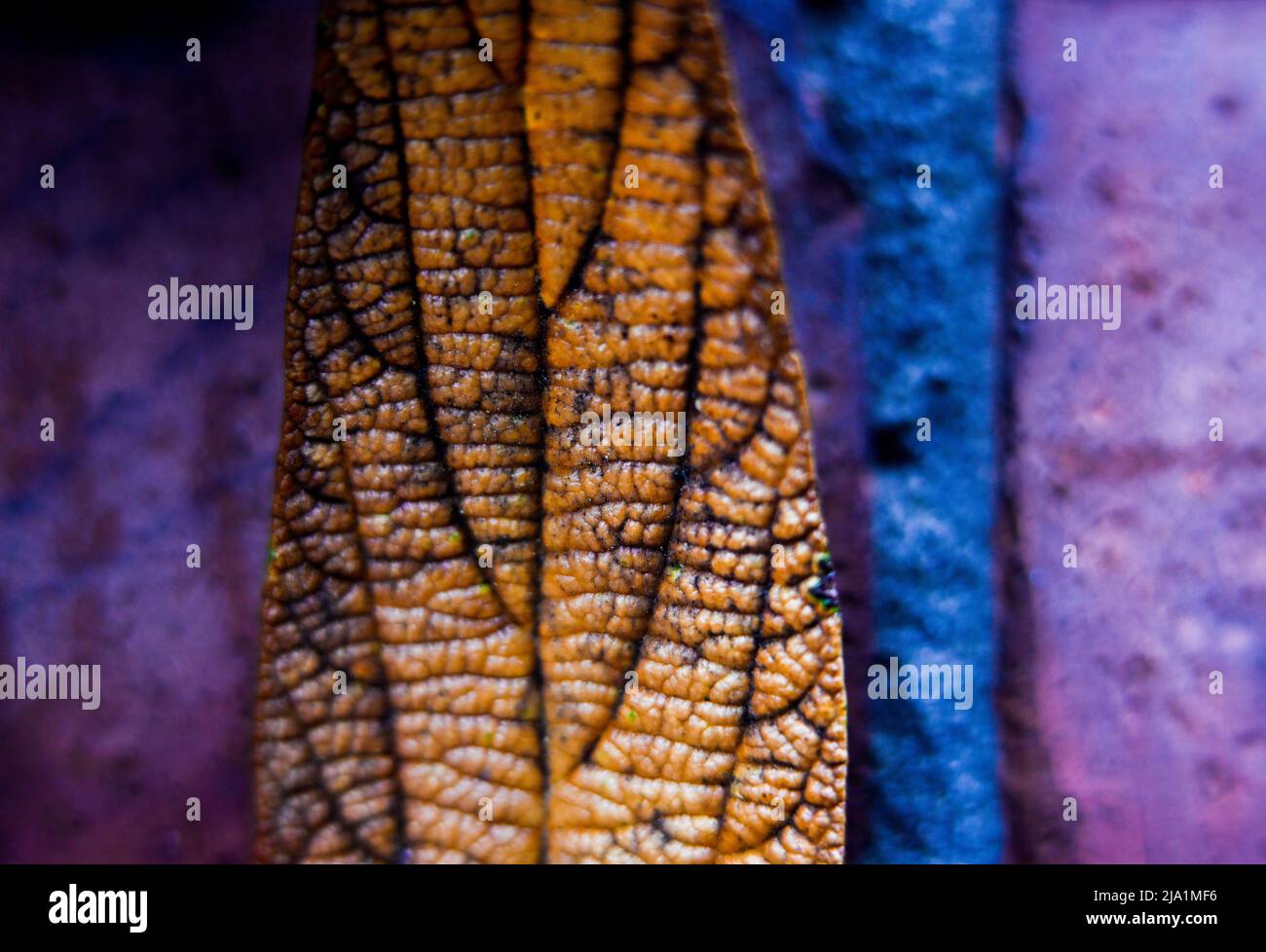 Macro photography of plants in sunny spring day Stock Photo - Alamy