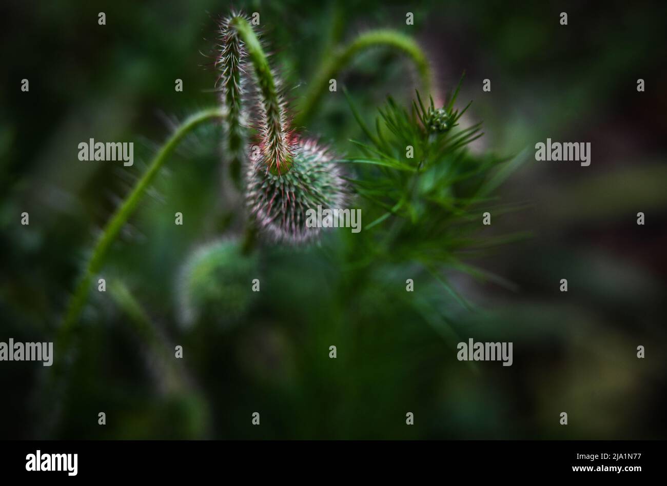 Macro photography of plants in sunny spring day Stock Photo - Alamy