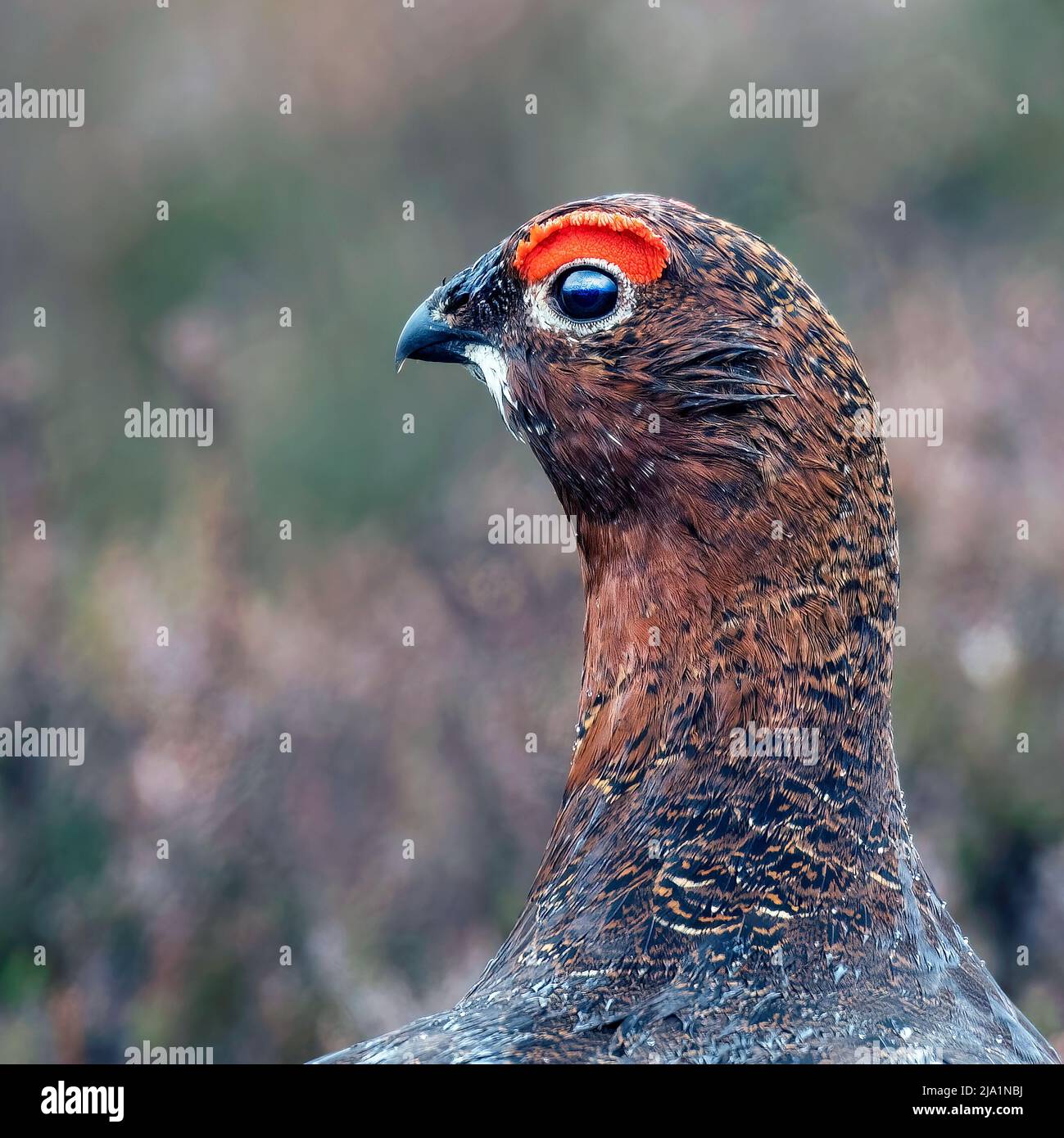 Shot grouse hi-res stock photography and images - Alamy
