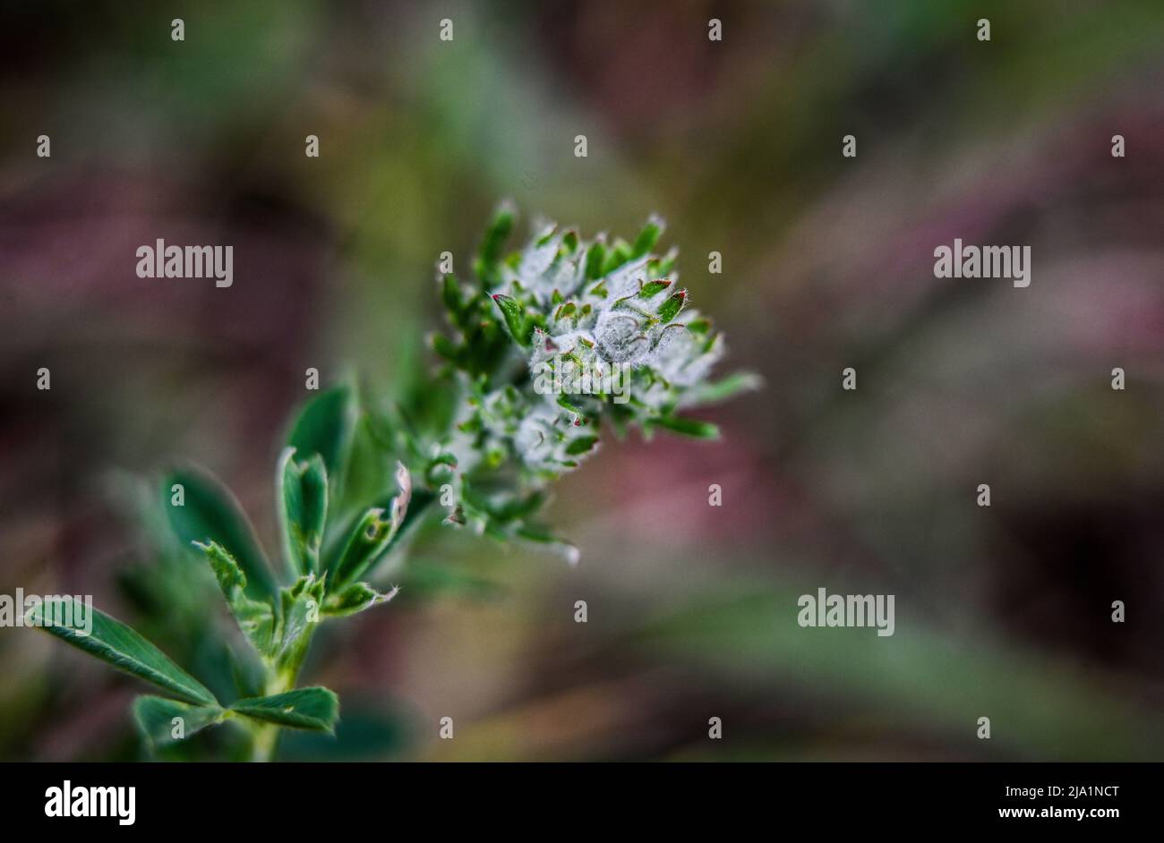 Macro photography of plants in sunny spring day Stock Photo - Alamy