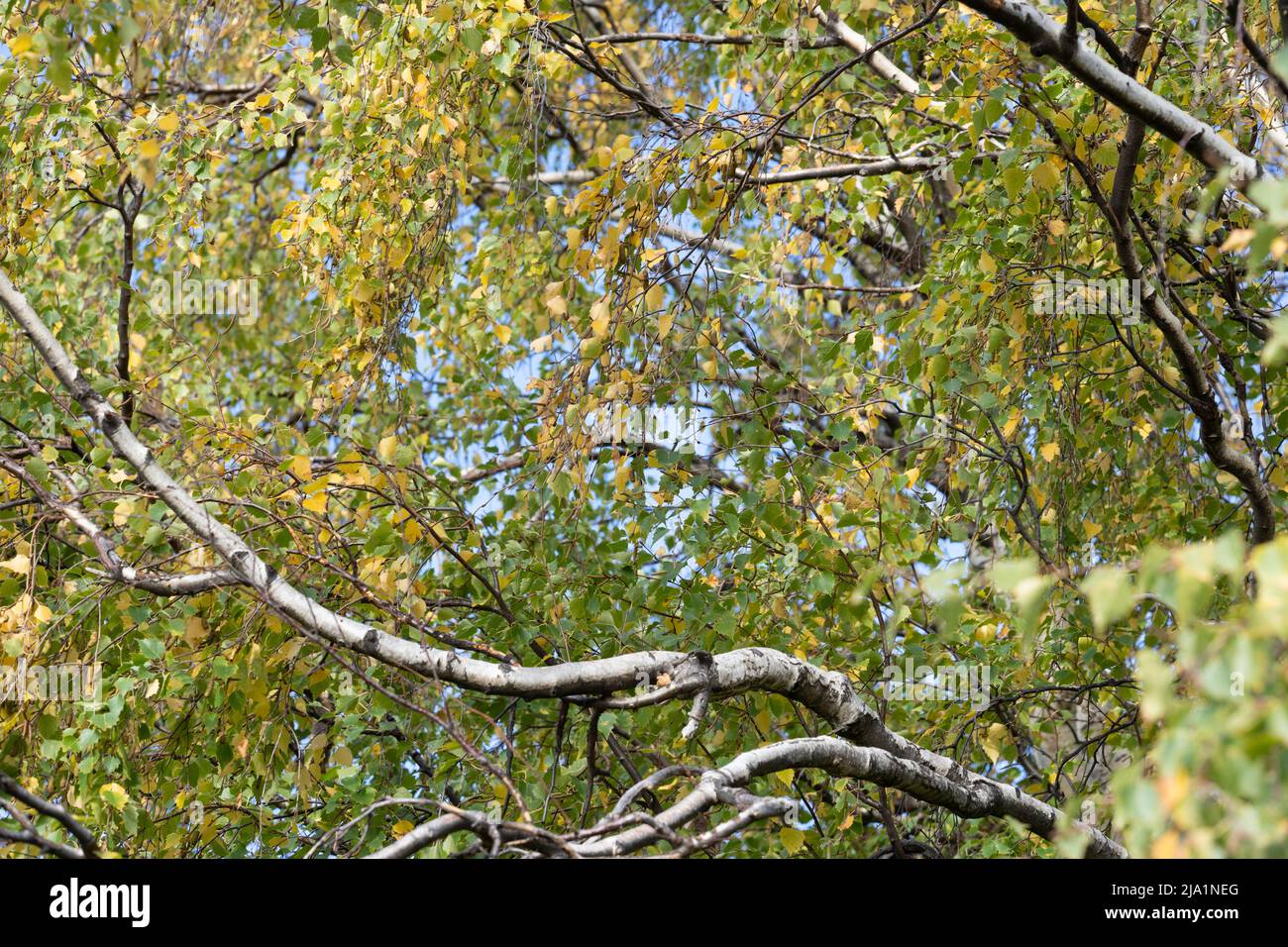 Branches of birch hi-res stock photography and images - Alamy