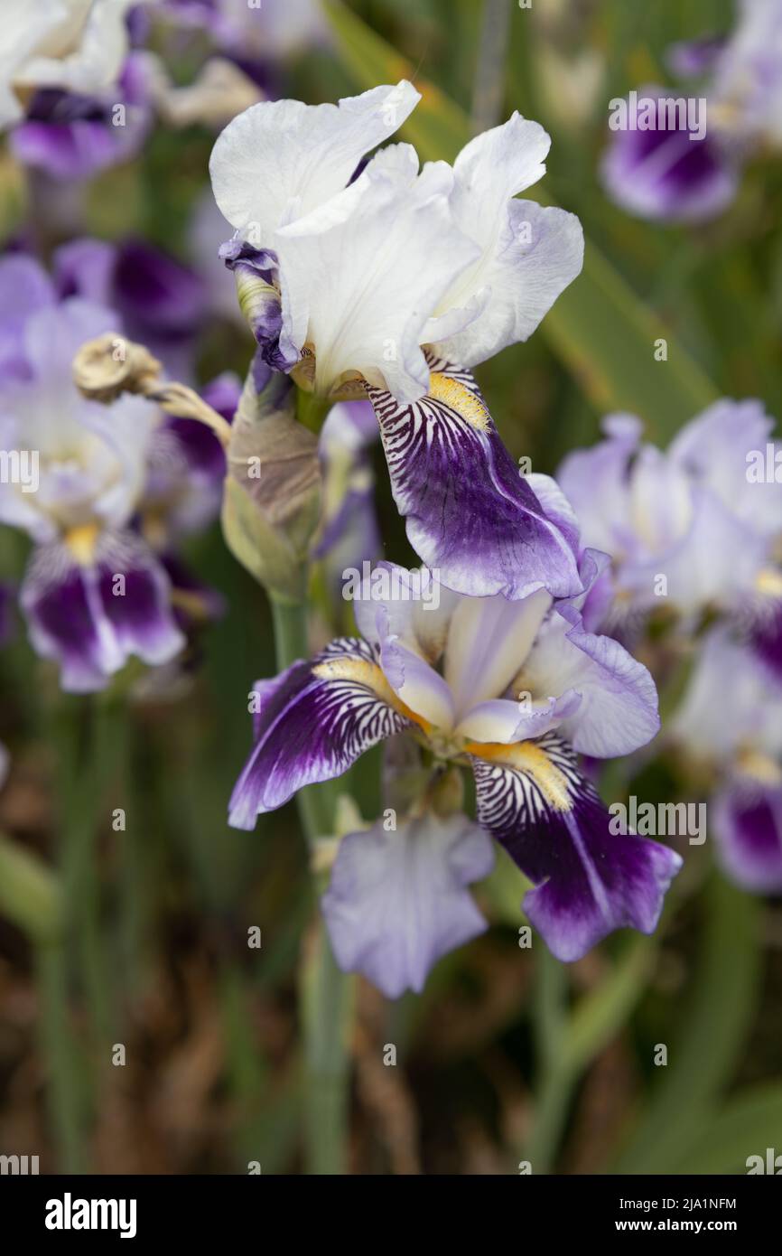 Dividing line hi-res stock photography and images - Alamy