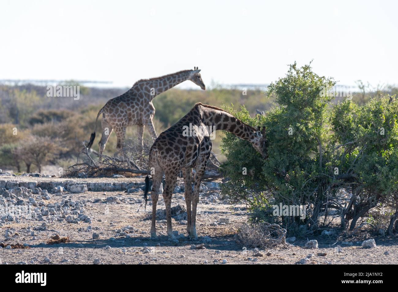 Angolan Giraffes - Giraffa giraffa angolensis- eating from the bushes ...