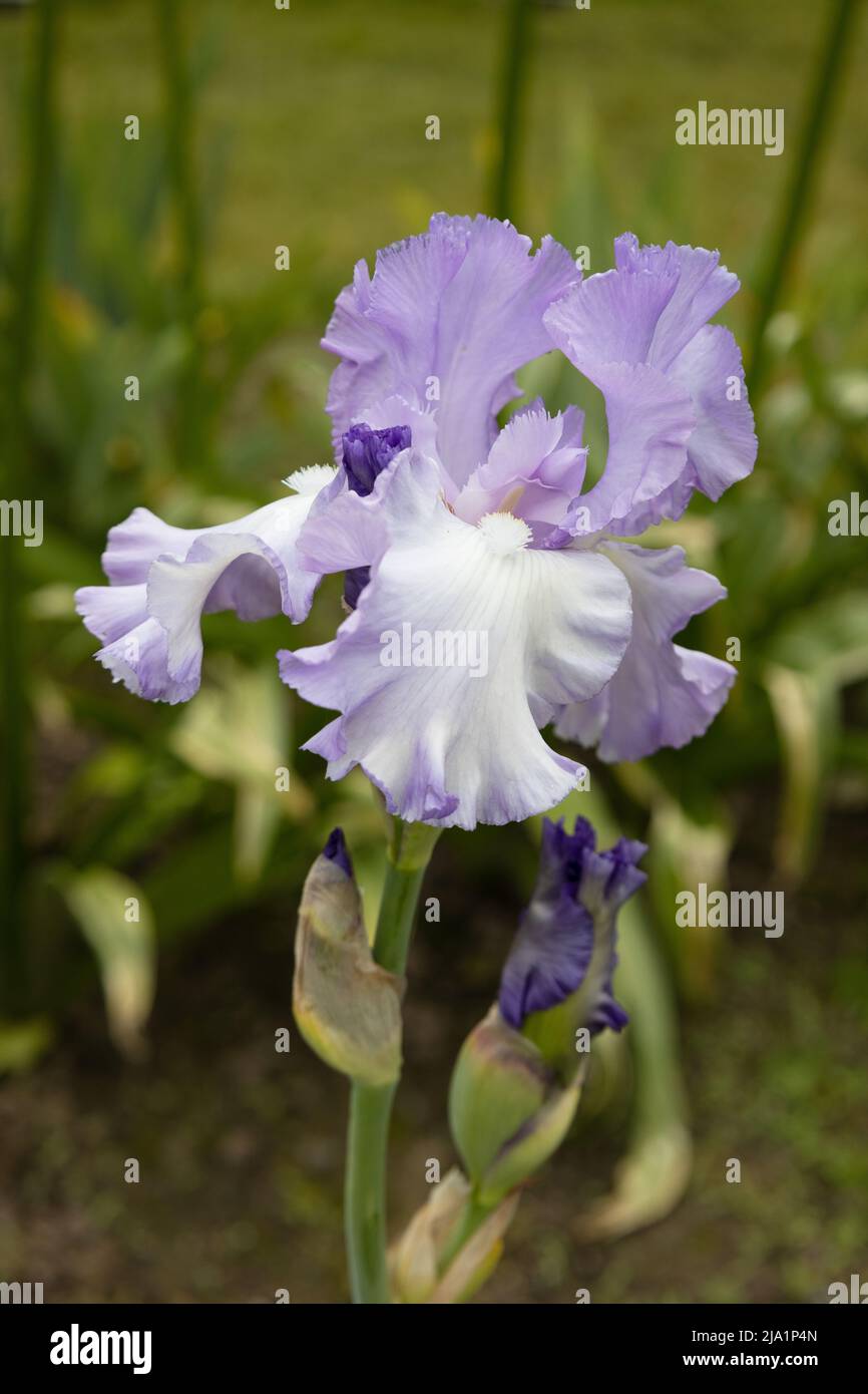 Iris 'Mary Frances' Stock Photo - Alamy