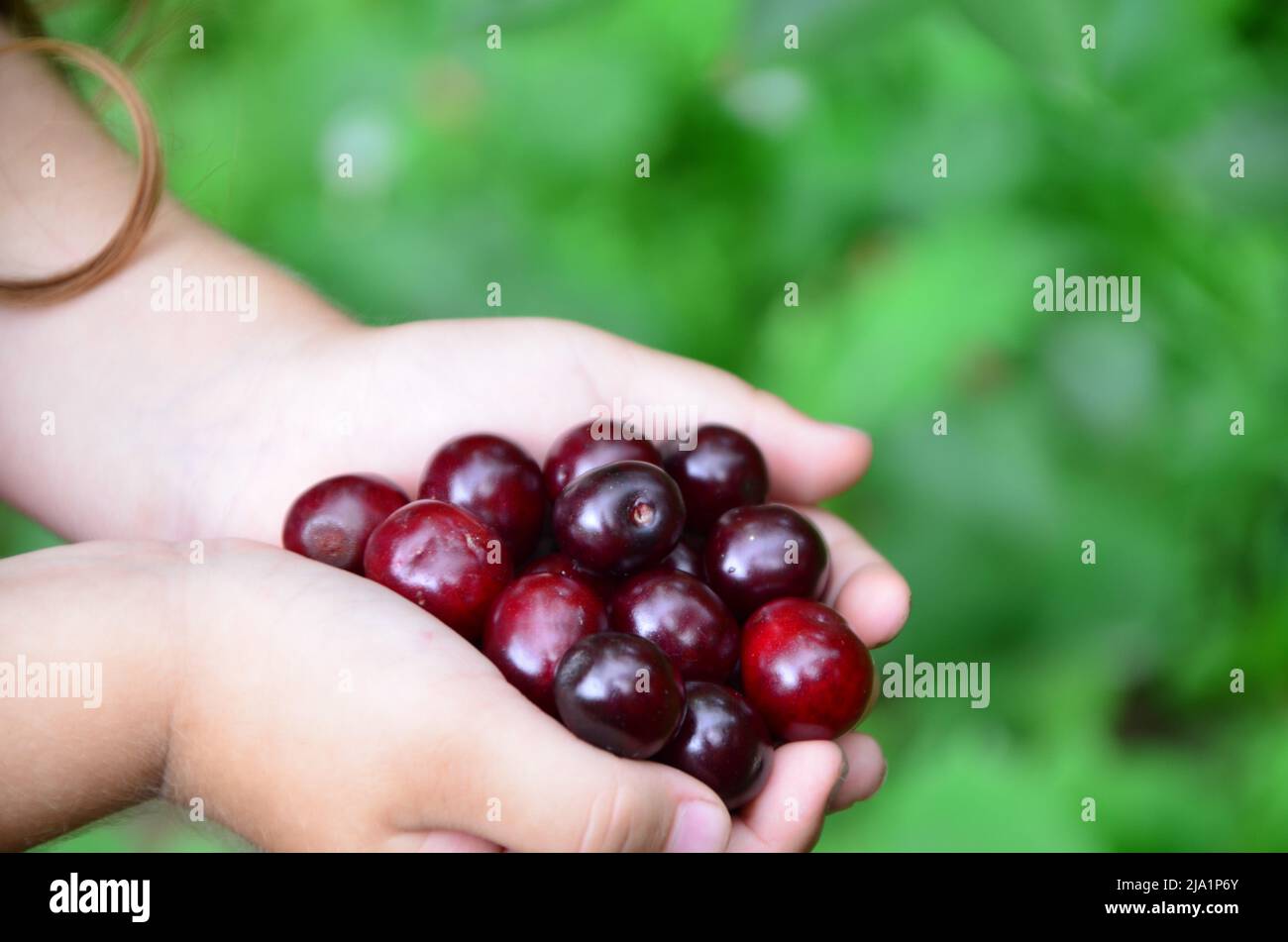young girl with big red cherries in her hands. Cherries with leaves and ...