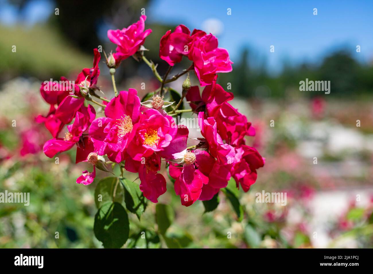 Flowers. Pink flowers with background flowers of different colors in ...
