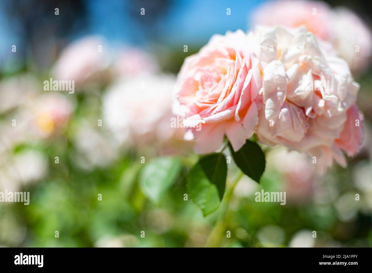 Flowers. Pink flowers with background flowers of different colors in ...