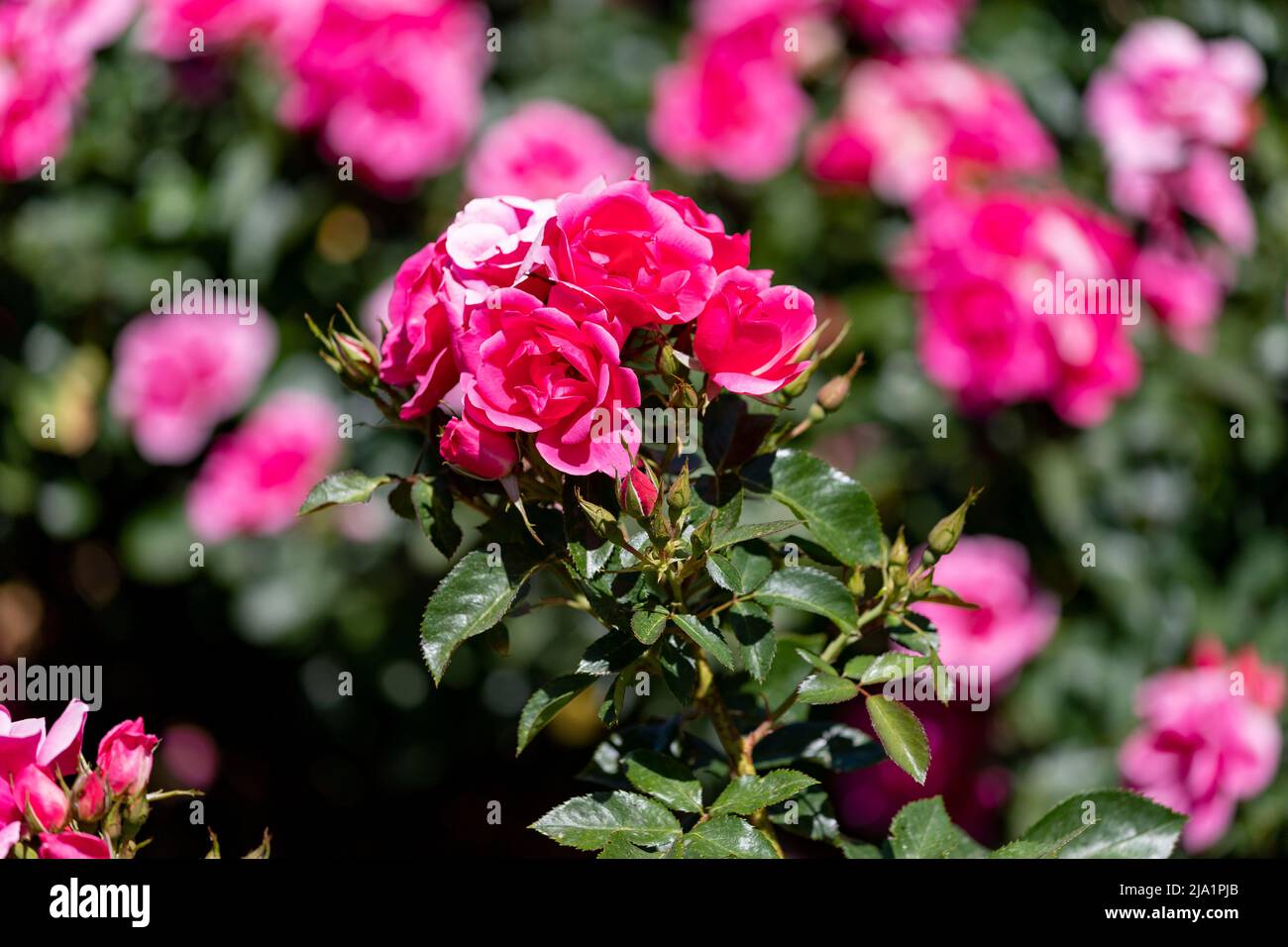 Flowers. Pink flowers with background flowers of different colors in ...