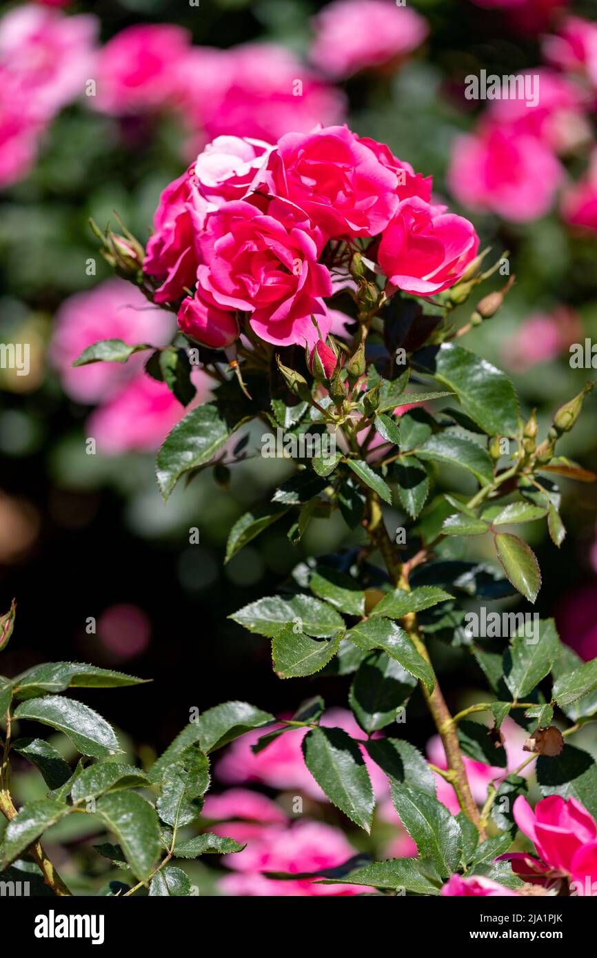 Flowers. Pink flowers with background flowers of different colors in ...