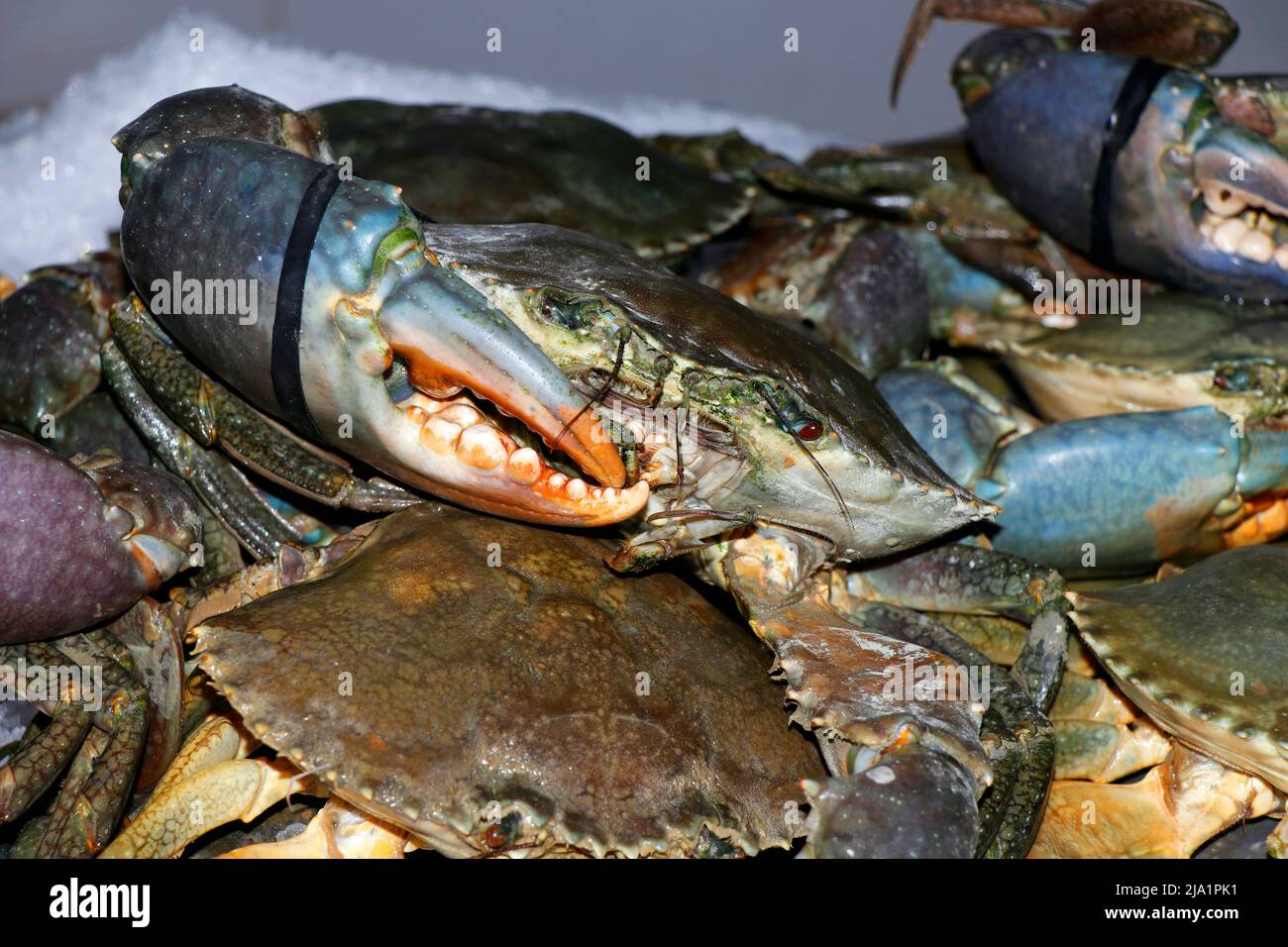 Live mud crab hi-res stock photography and images - Alamy