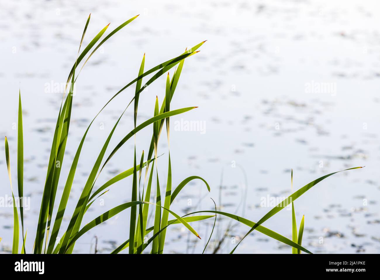 Green coastal grass leaves waving on wind over blurred natural ...